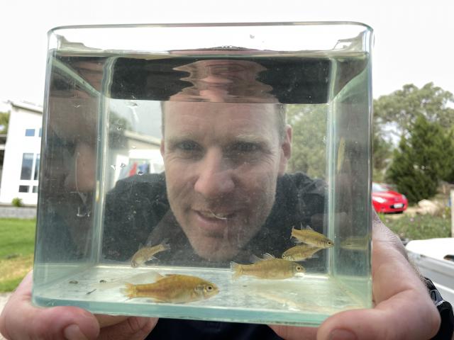 More fishes grant ecologists' wishes | The Victor Harbor Times