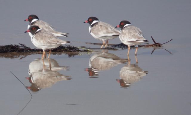 Be a plover lover | The Victor Harbor Times