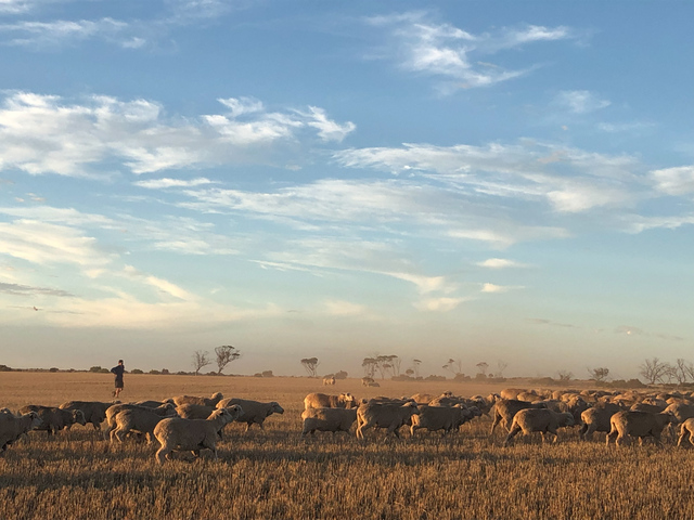 Heat impacts sheep repfroduction | The Victor Harbor Times