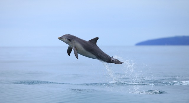 Dolphin Watch in fight to end captivity | The Victor Harbor Times