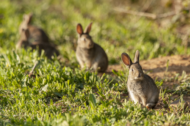 Tackle rabbits to protect wildlife | The Victor Harbor Times