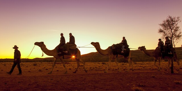 Camel Capers | The Victor Harbor Times