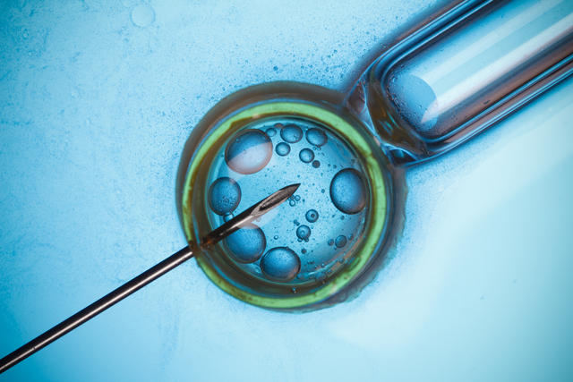 IVF medicines can harm fetus, new research shows | The Victor Harbor Times