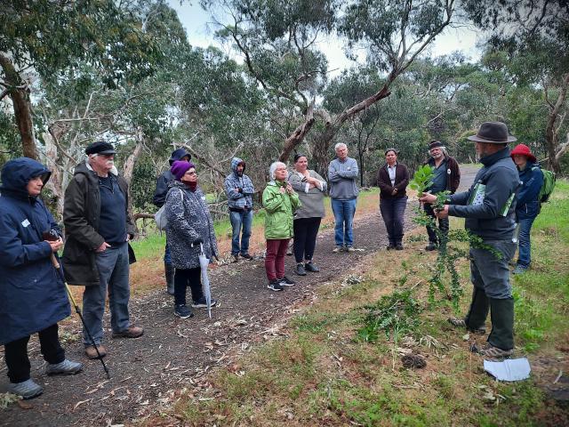 Caring for bandicoots and their habitat | The Victor Harbor Times