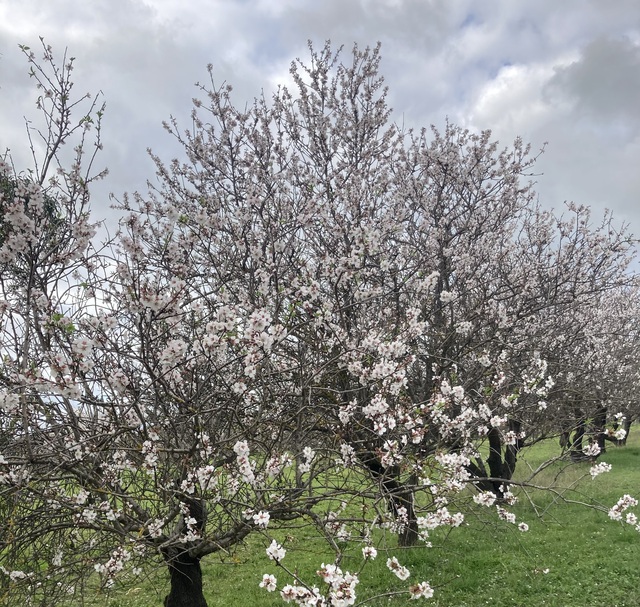 Willunga Almond Blossom Festival | The Victor Harbor Times