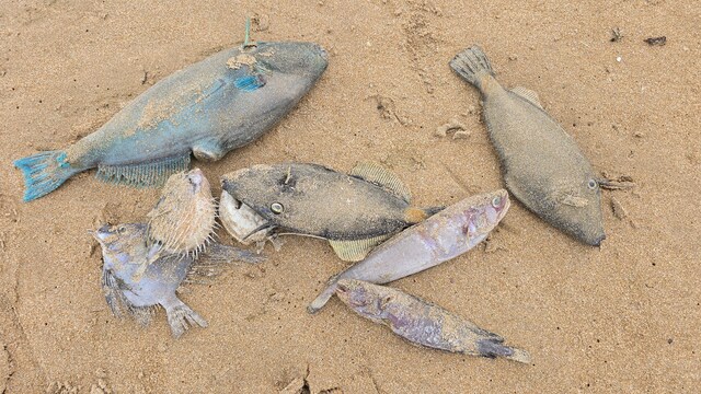 Wait for algae test results | The Victor Harbor Times